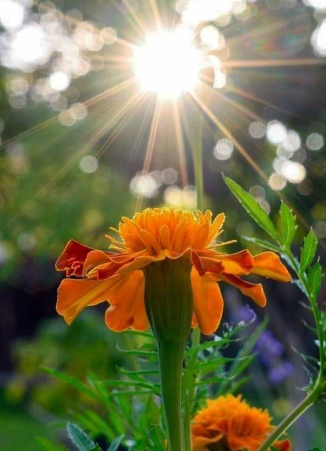 Gunas and happiness – Aurobindo – atmannityanada